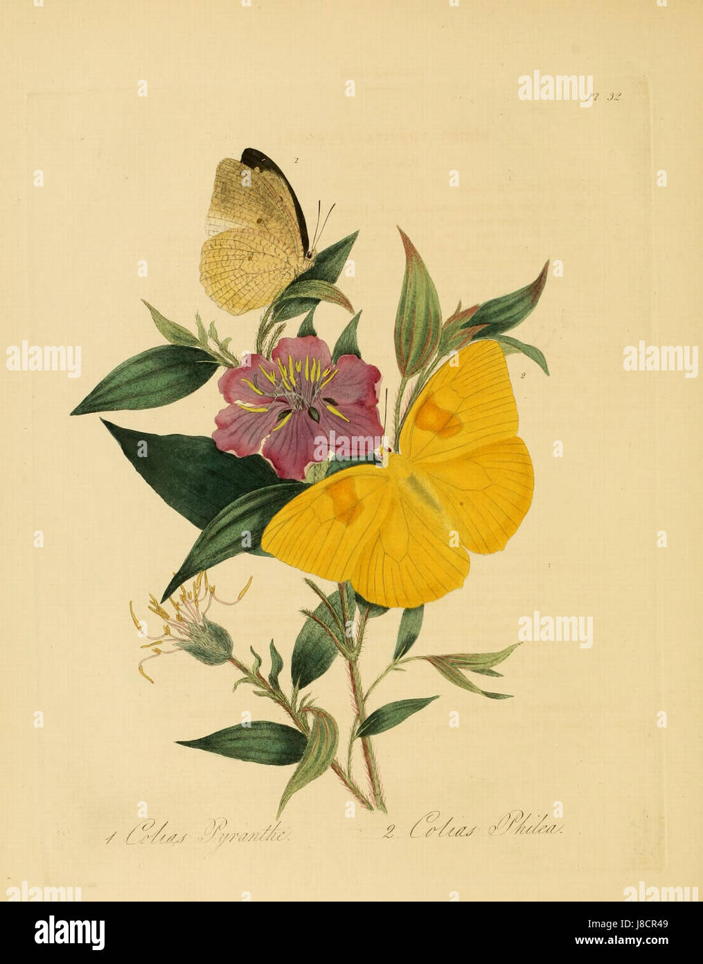 Donovan Insects of China, 1838 pl 32 Stock Photo - Alamy