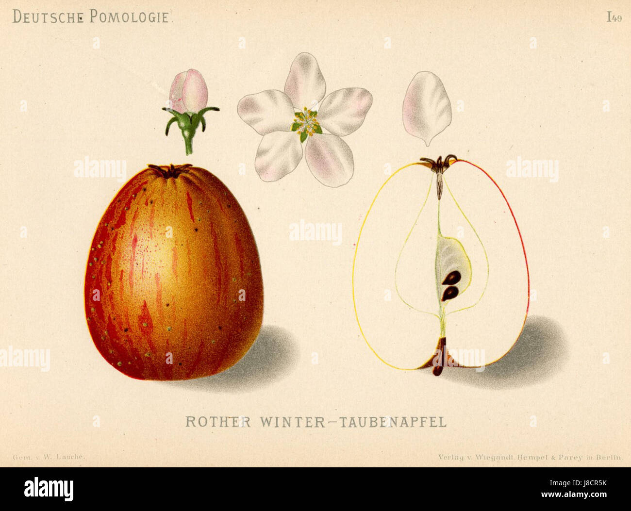 'Deutsche Pomologie Aepfel 049' is a detailed illustration of German ...