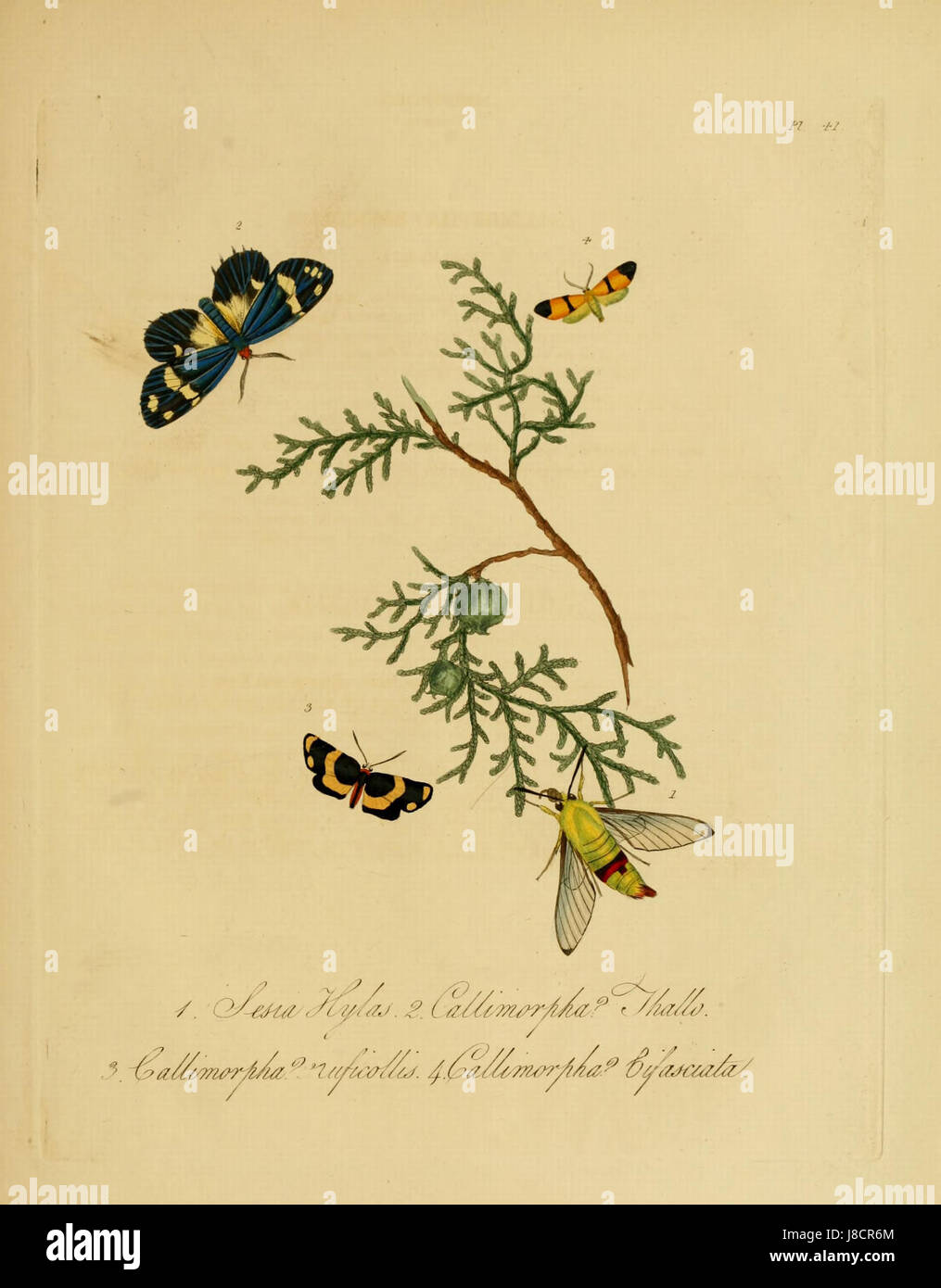 Donovan Insects of China, 1838 pl 41 Stock Photo - Alamy