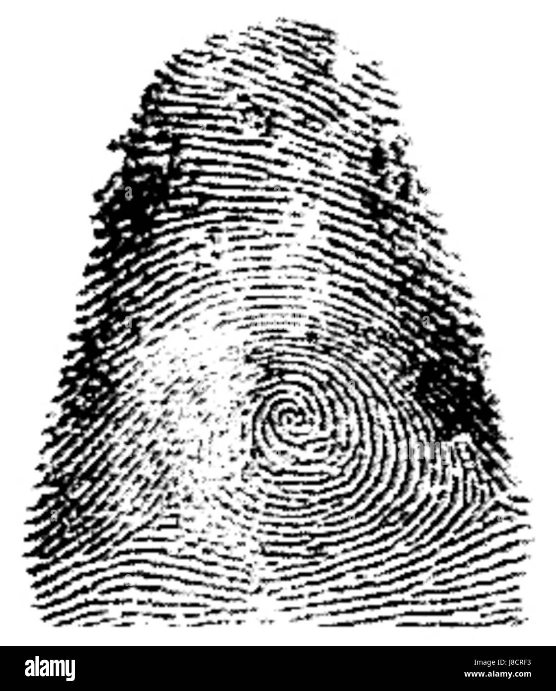 The term 'Huella pulgar derecho' refers to a right thumbprint, possibly ...