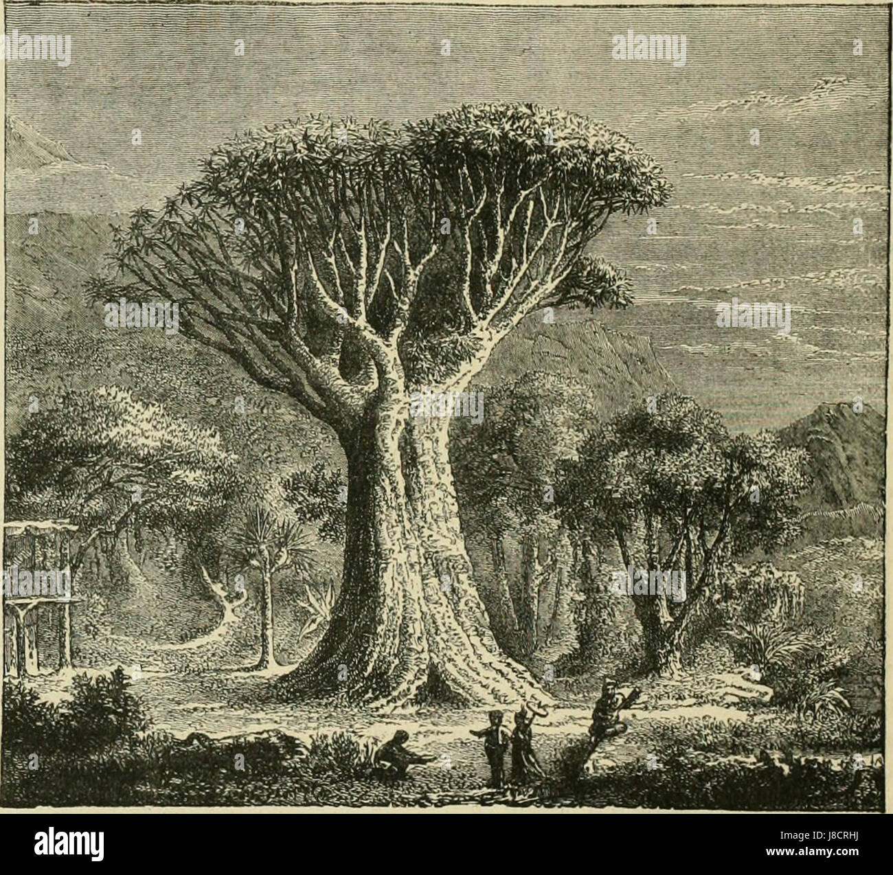 Dracona of Icod, also known as the Drago tree, is a famous ancient tree ...