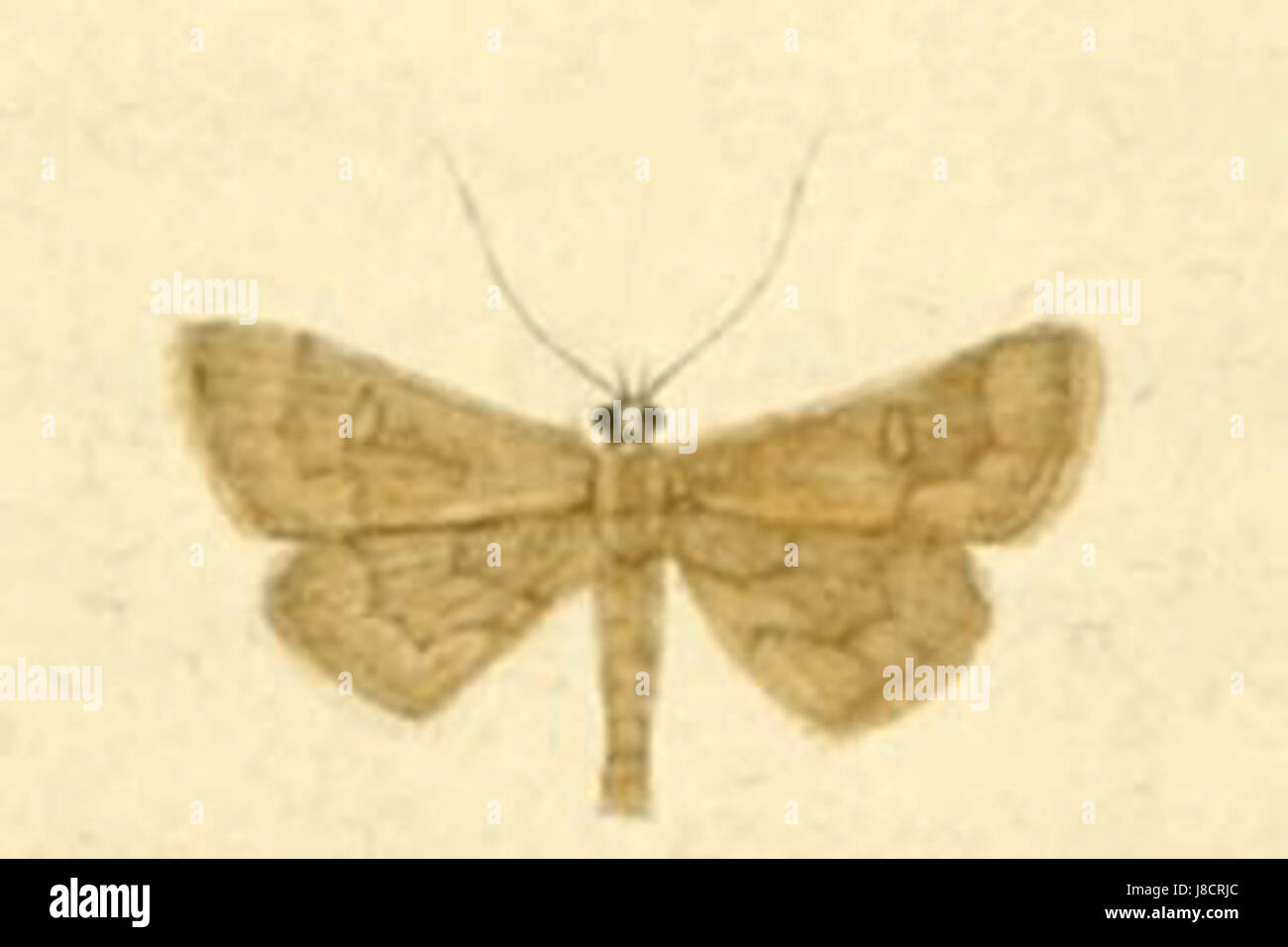 Dolicharthria aetnaealis is a species of moth in the Crambidae family ...