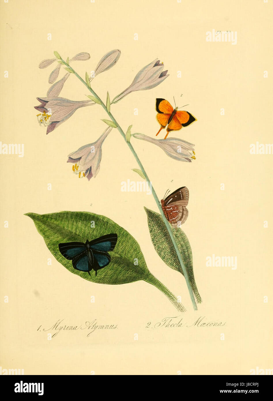 Donovan Insects of China, 1838 pl 39 Stock Photo - Alamy