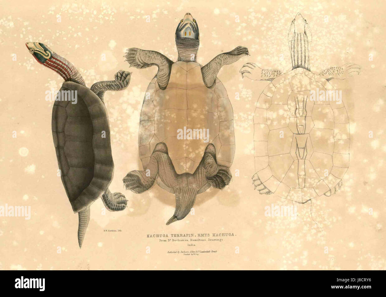 Emys Kachuga, also known as the Indian roofed turtle, is a species ...