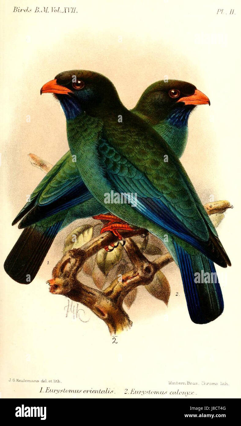 Eurystomus is a genus of birds, specifically the roller family. The ...