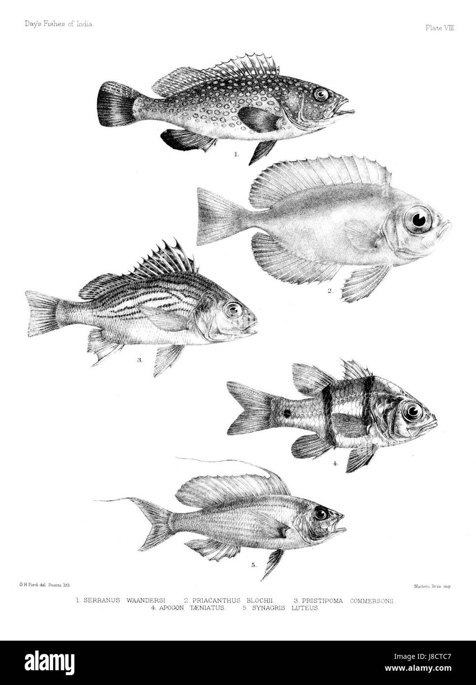 Indian fish species Black and White Stock Photos & Images - Alamy