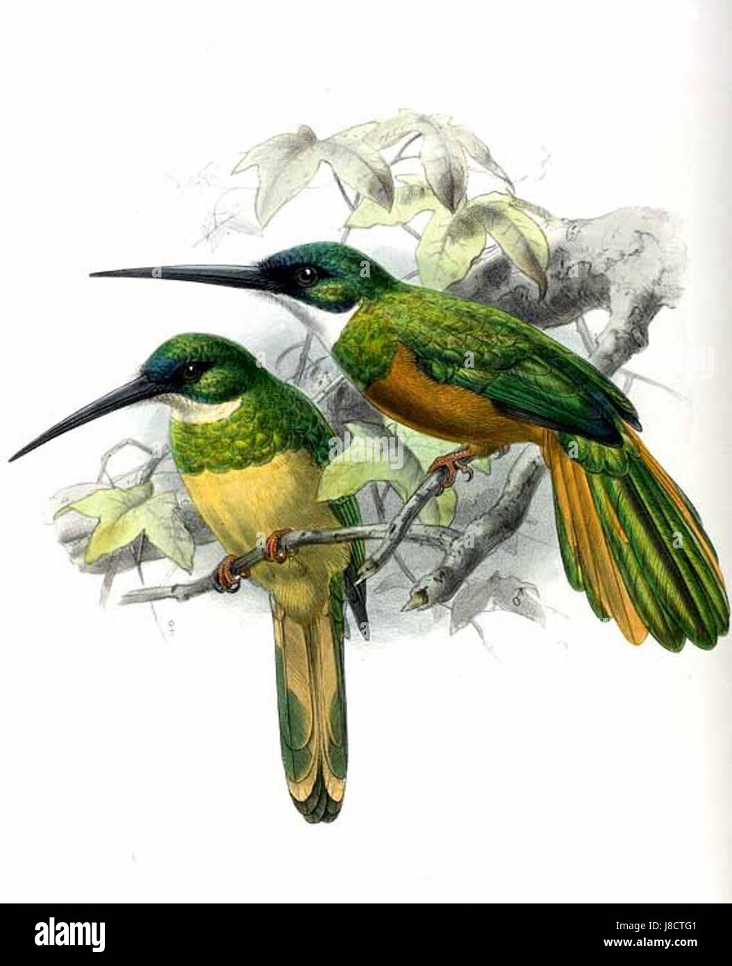 Galbula galbula Keulemans Stock Photo - Alamy