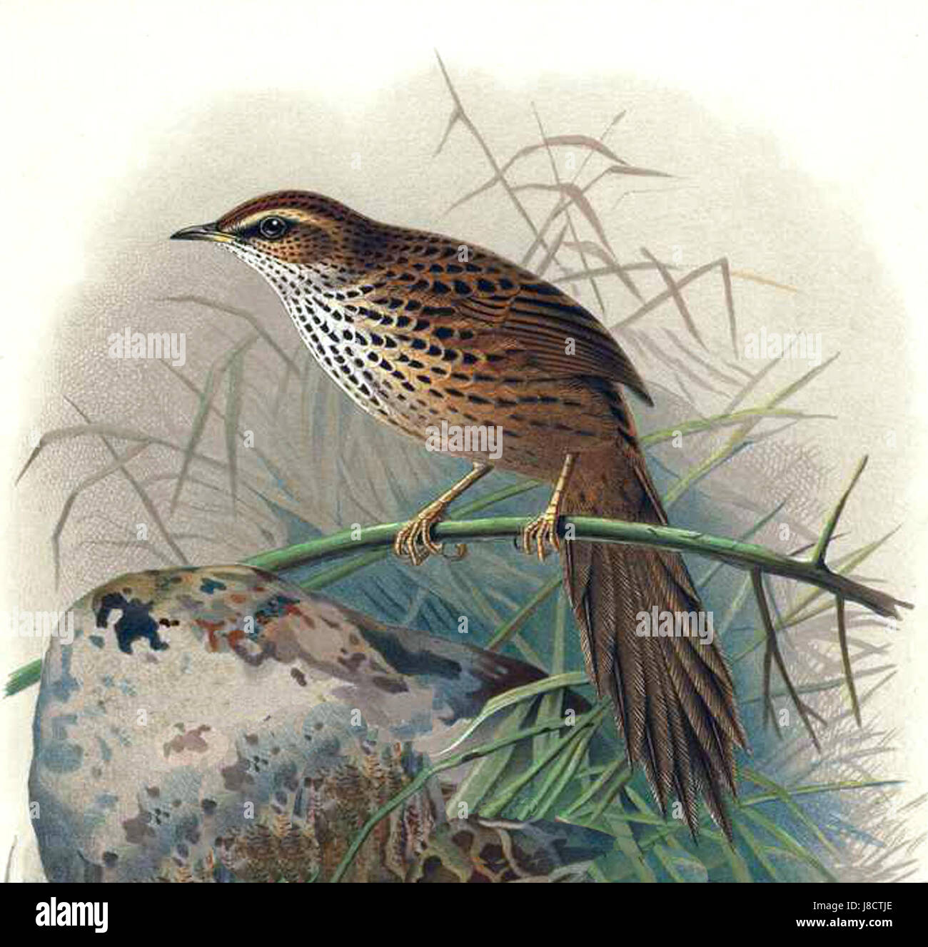 Fernbird hi-res stock photography and images - Alamy