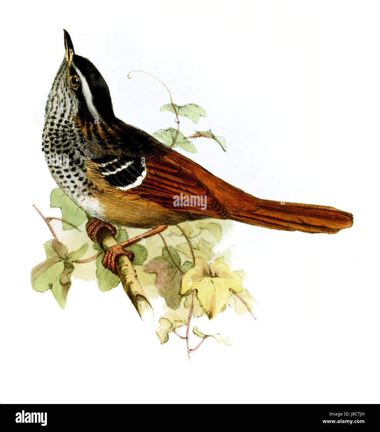 Formicivora erythrocerca, commonly known as the red-crowned antbird, is ...