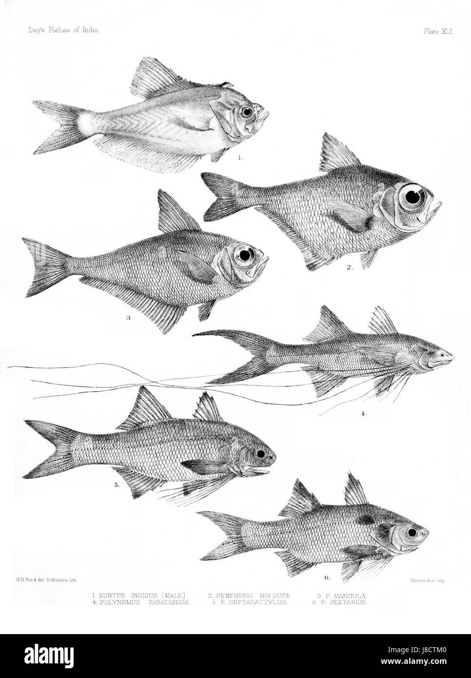 Aquatic biology plate Black and White Stock Photos & Images - Alamy