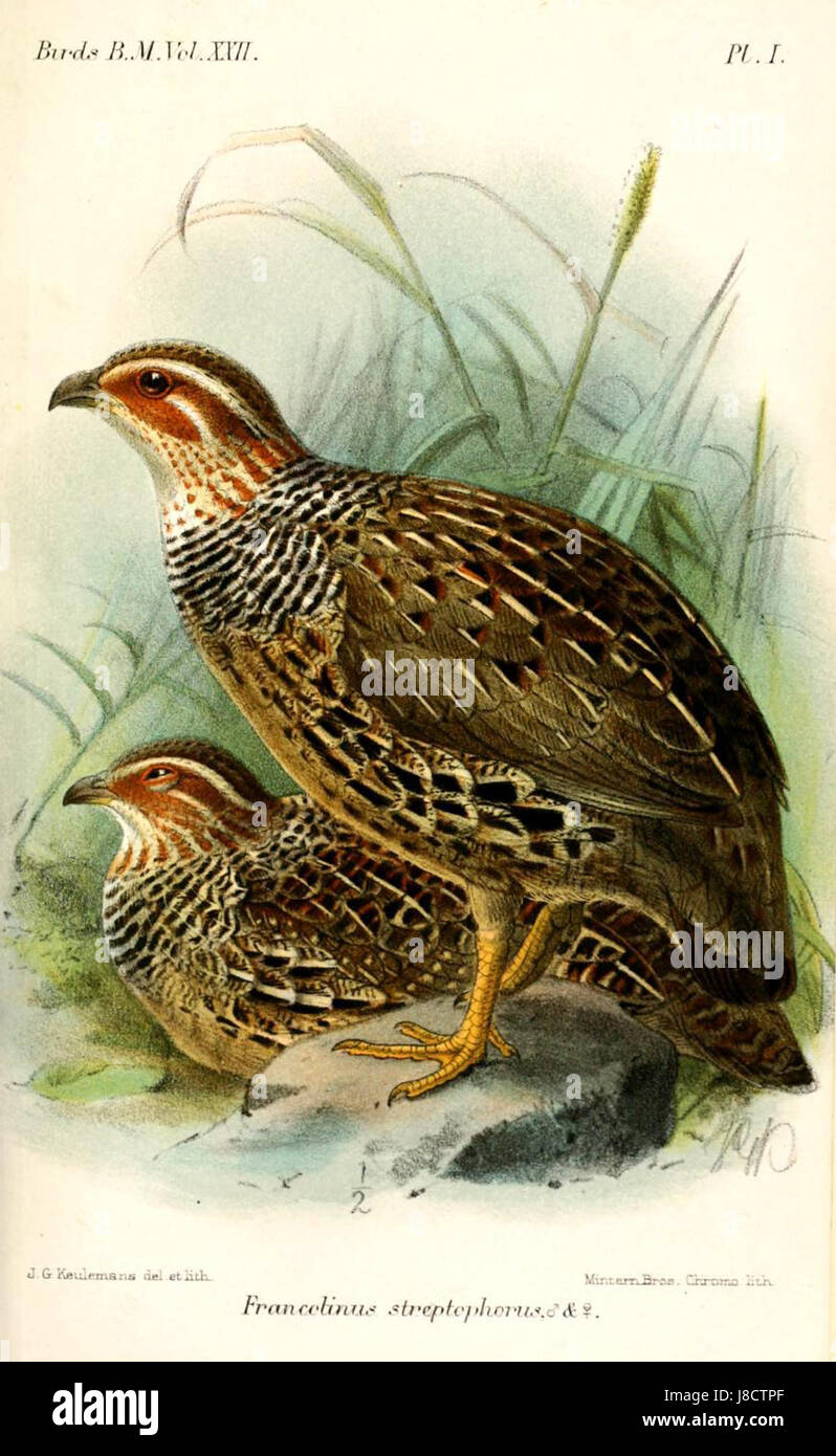 Partridge identification hi-res stock photography and images - Alamy
