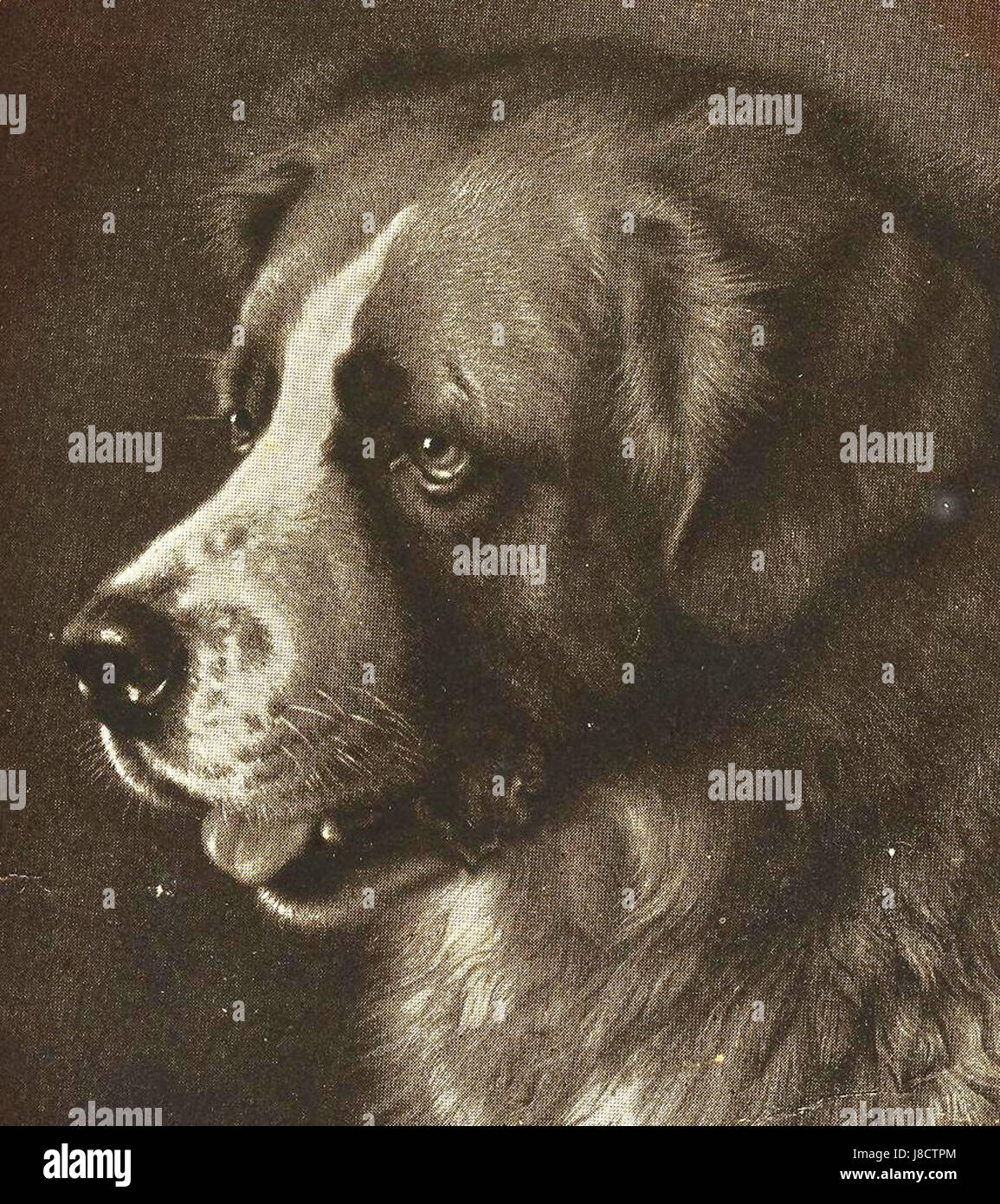 Frank Paton, Bayard, dog of Joseph Echteler Stock Photo - Alamy