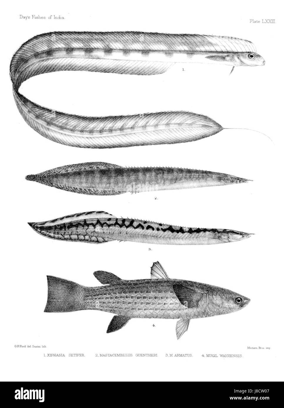 This atlas plate from 'Fishes of India' illustrates various species of ...
