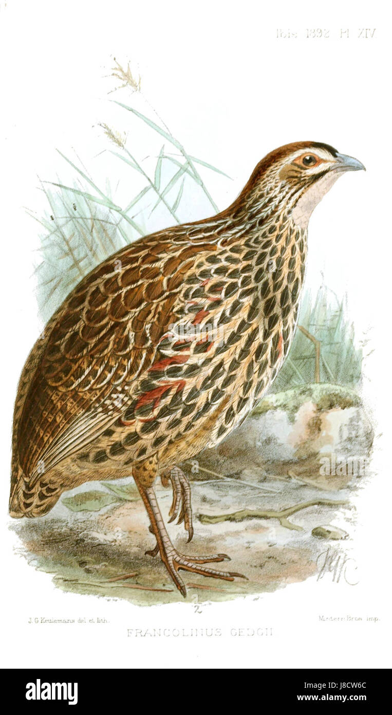 Francolinus Gedgii, illustrated by Keulemans, is a species of bird ...