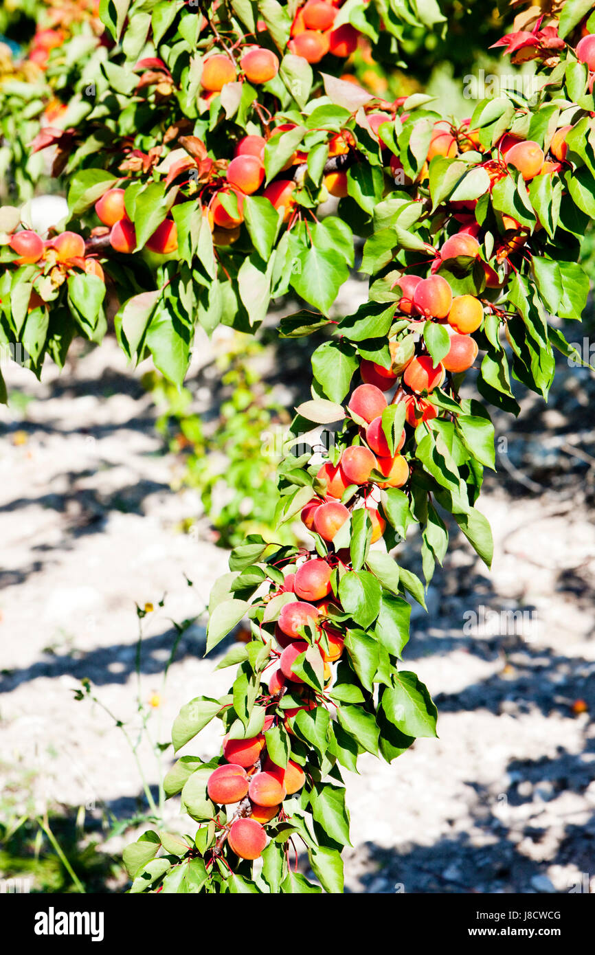 food, aliment, leaf, detail, tree, trees, leaves, agriculture, farming ...