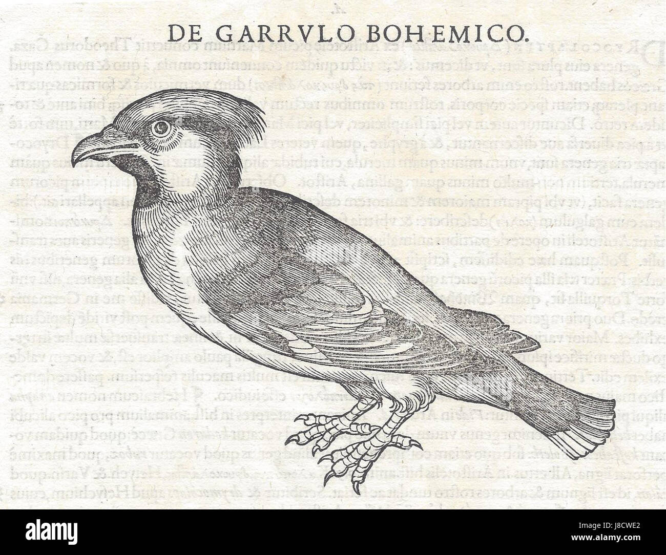 'Garrulum Bohemicum' refers to the Bohemian Chatterer, a species of ...