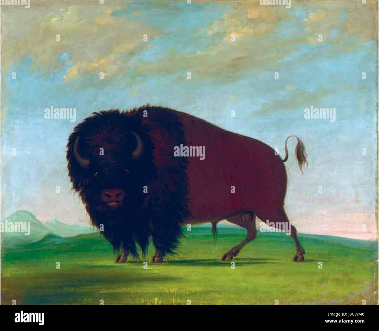 George Catlin Buffalo High Resolution Stock Photography and Images - Alamy