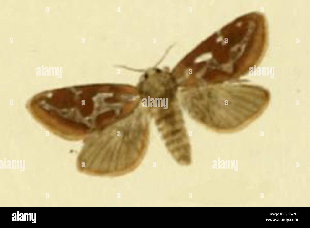 An image of Gazoryctra ganna, a species of moth in the family Crambidae ...