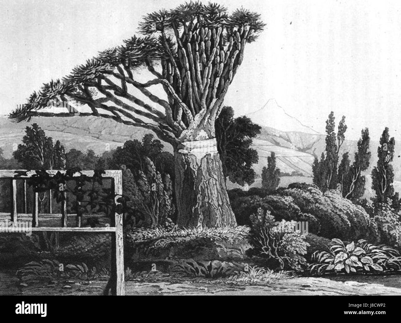Dracaena draco red Black and White Stock Photos & Images - Alamy
