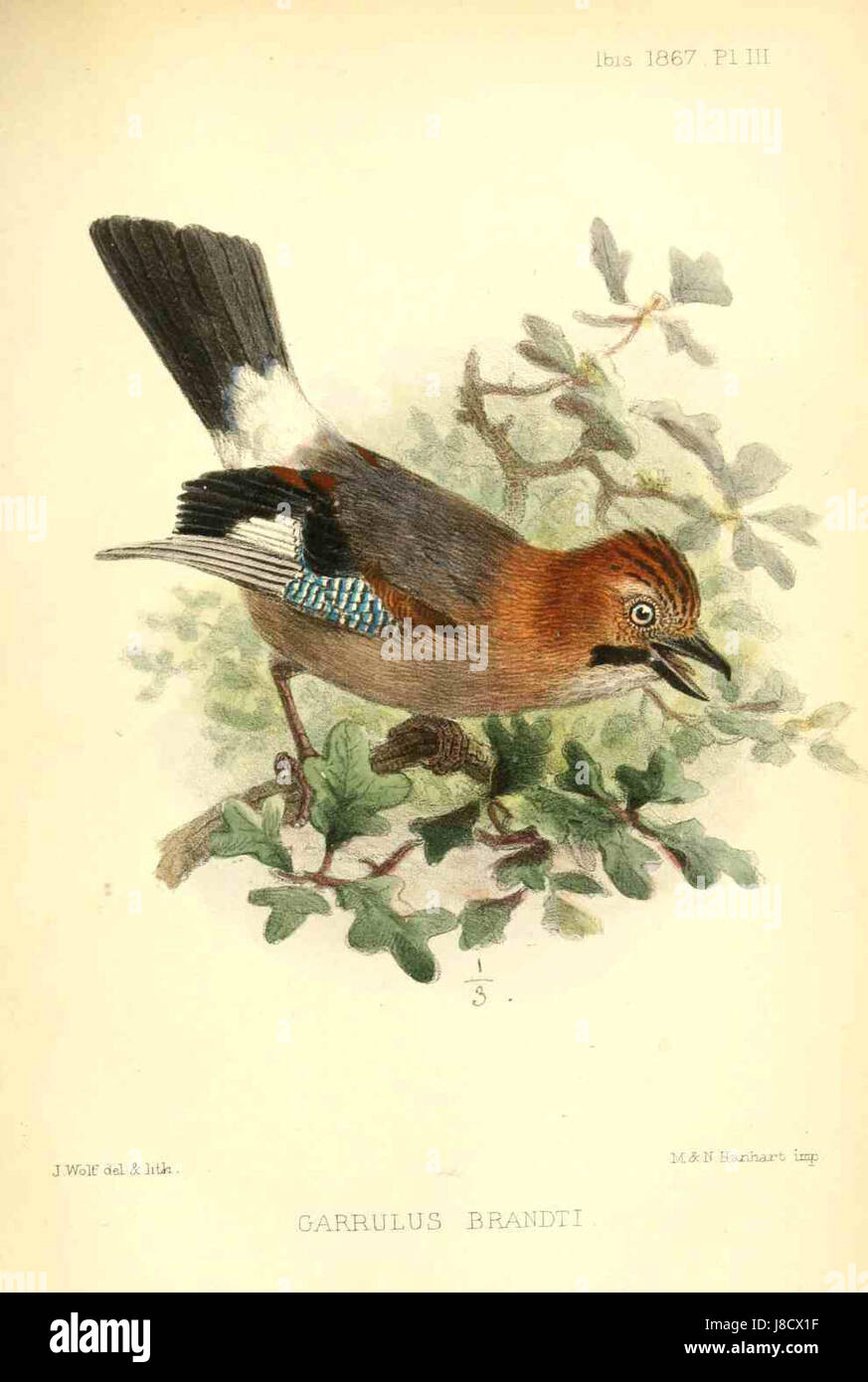 The Garrulus brandti, also known as the Brandtâ€™s jay, is a bird ...