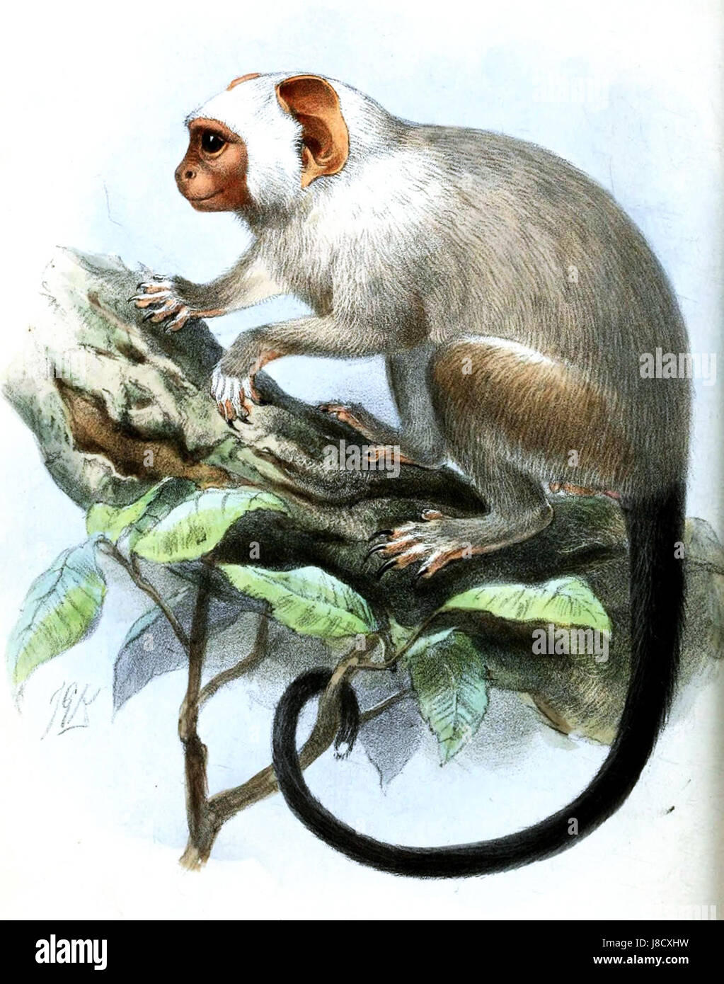 This image features the Hapale melanura, a bird species identified and ...