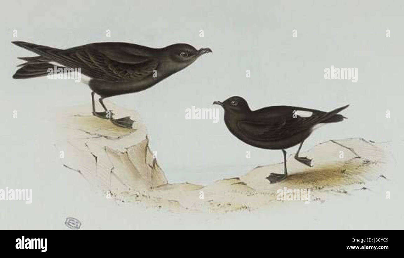 John Gouldâ€™s illustration of Hydrobates pelagicus, a species of ...