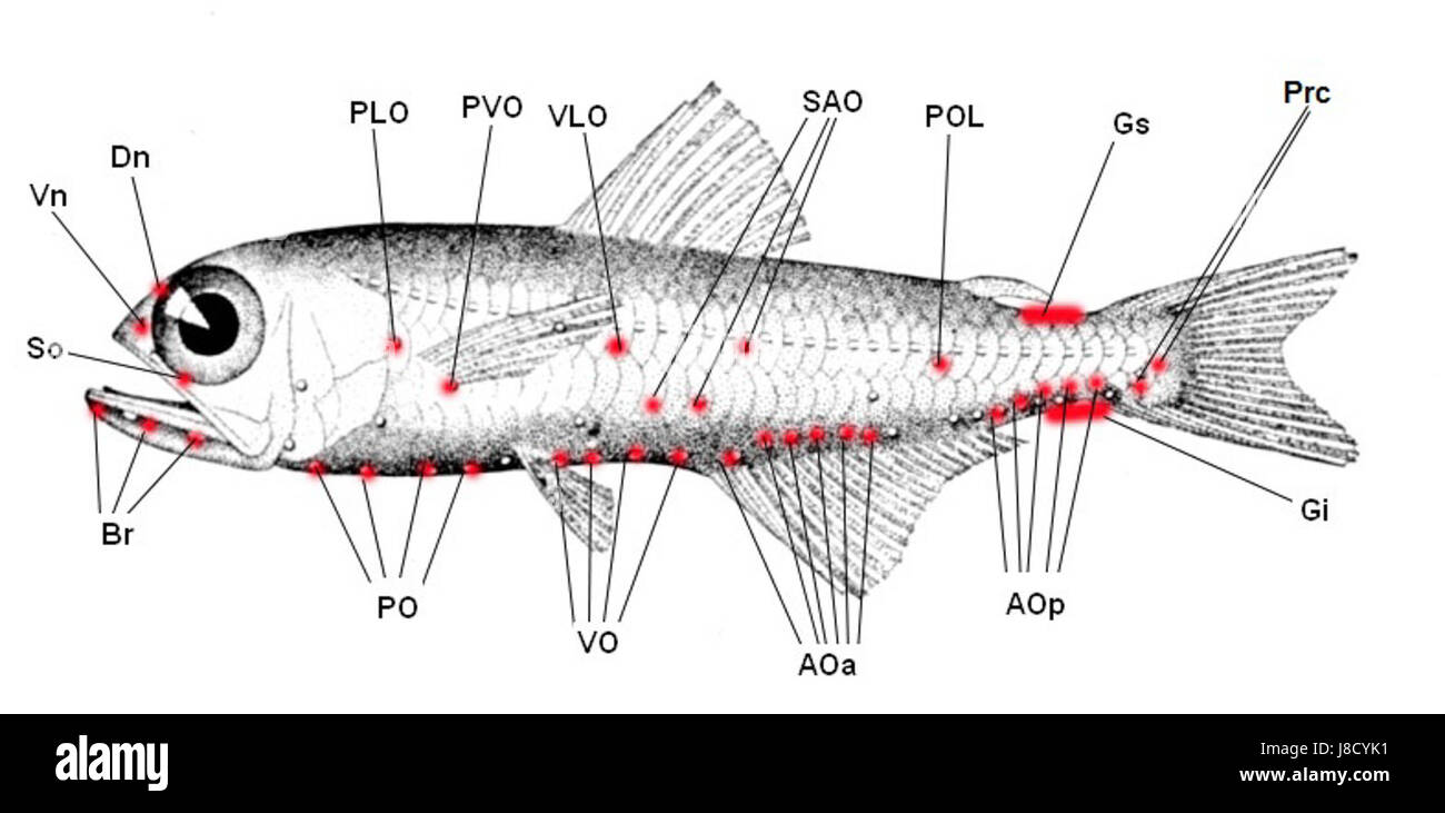 Hygophum hygomii is a species of deep-sea fish known for its ...