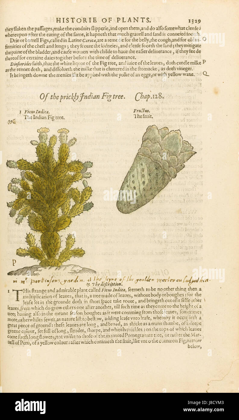 'The Historie of Plants' by John Gerard is an important 16th-century botanical work that ...