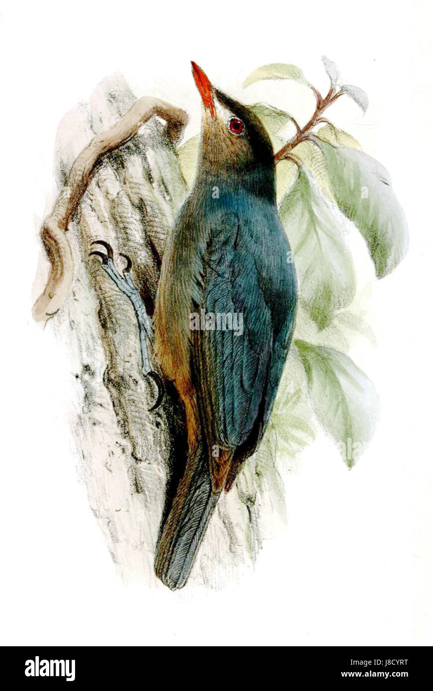 Unique avian species Cut Out Stock Images & Pictures - Alamy