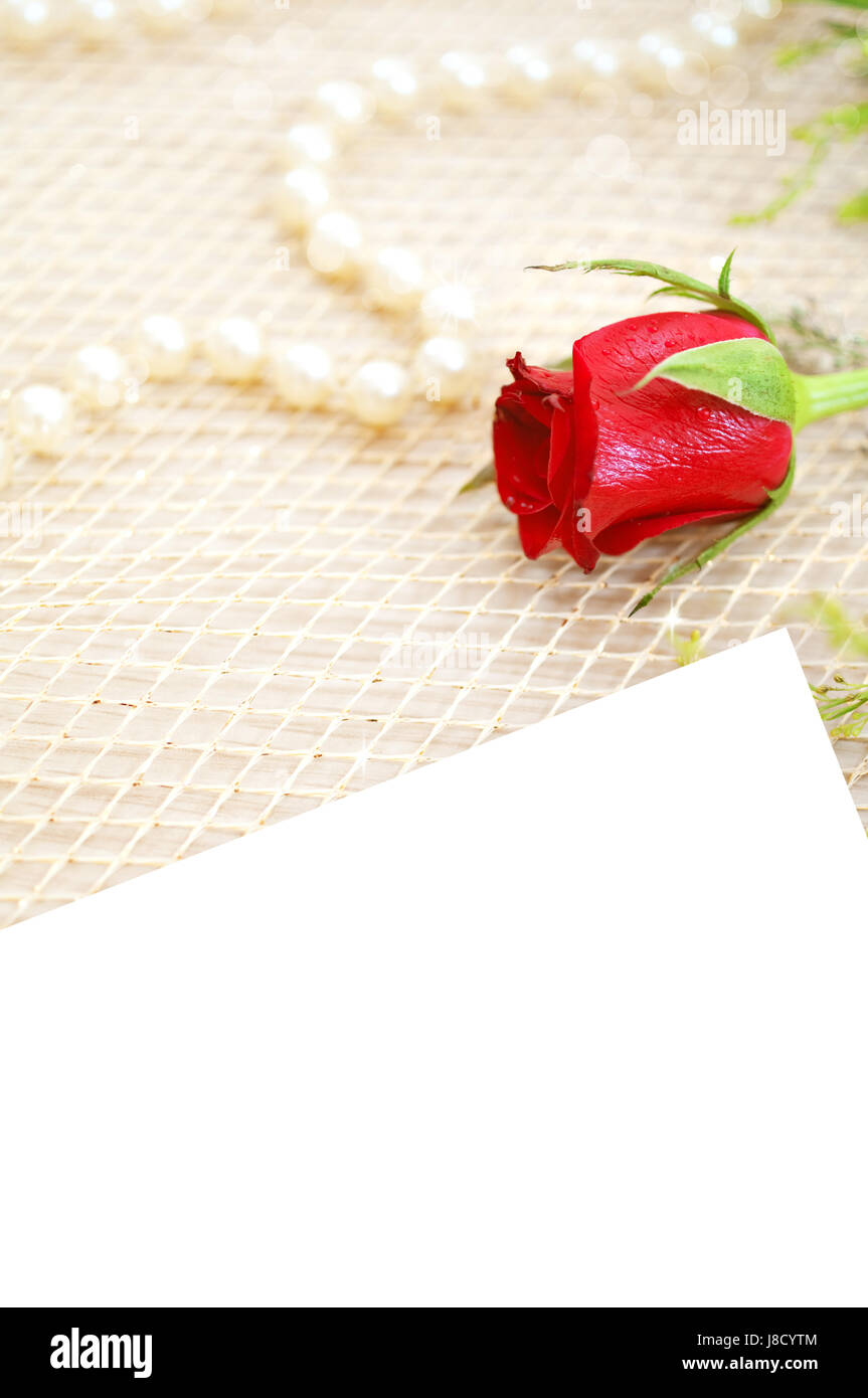 greeting, flower, plant, rose, vintage, accessories, accessory ...