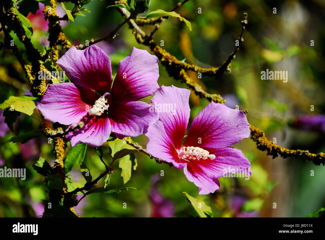 flower, plant, bushes, blossoms, hibiscus, bleed, plant, flower, bloom ...