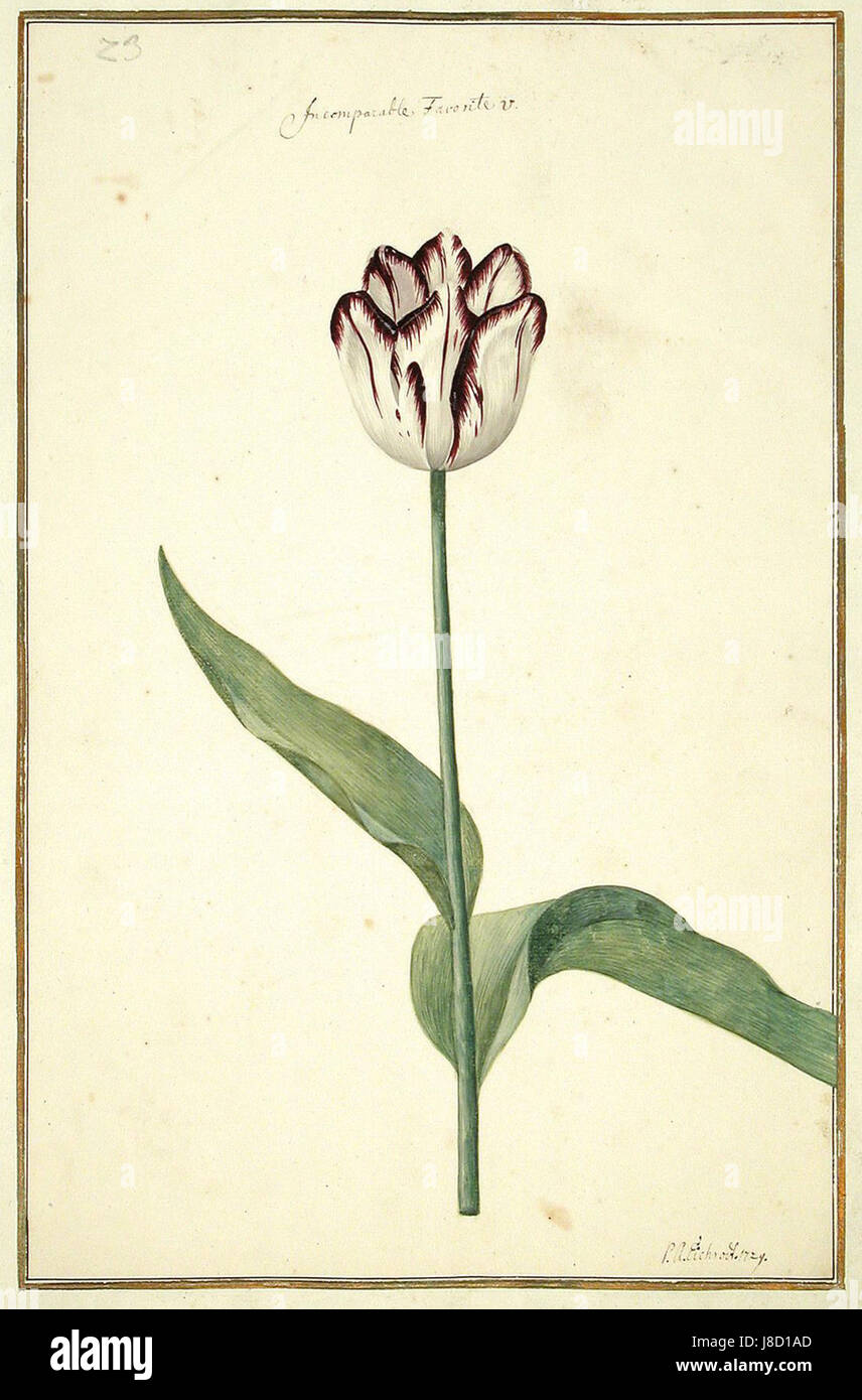 The Karlsruher Tulpenbuch, or Tulip Book, is a 17th-century botanical ...