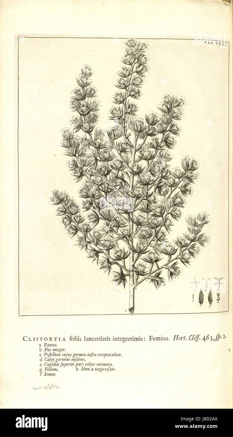 Carl linnaeus study hi-res stock photography and images - Alamy