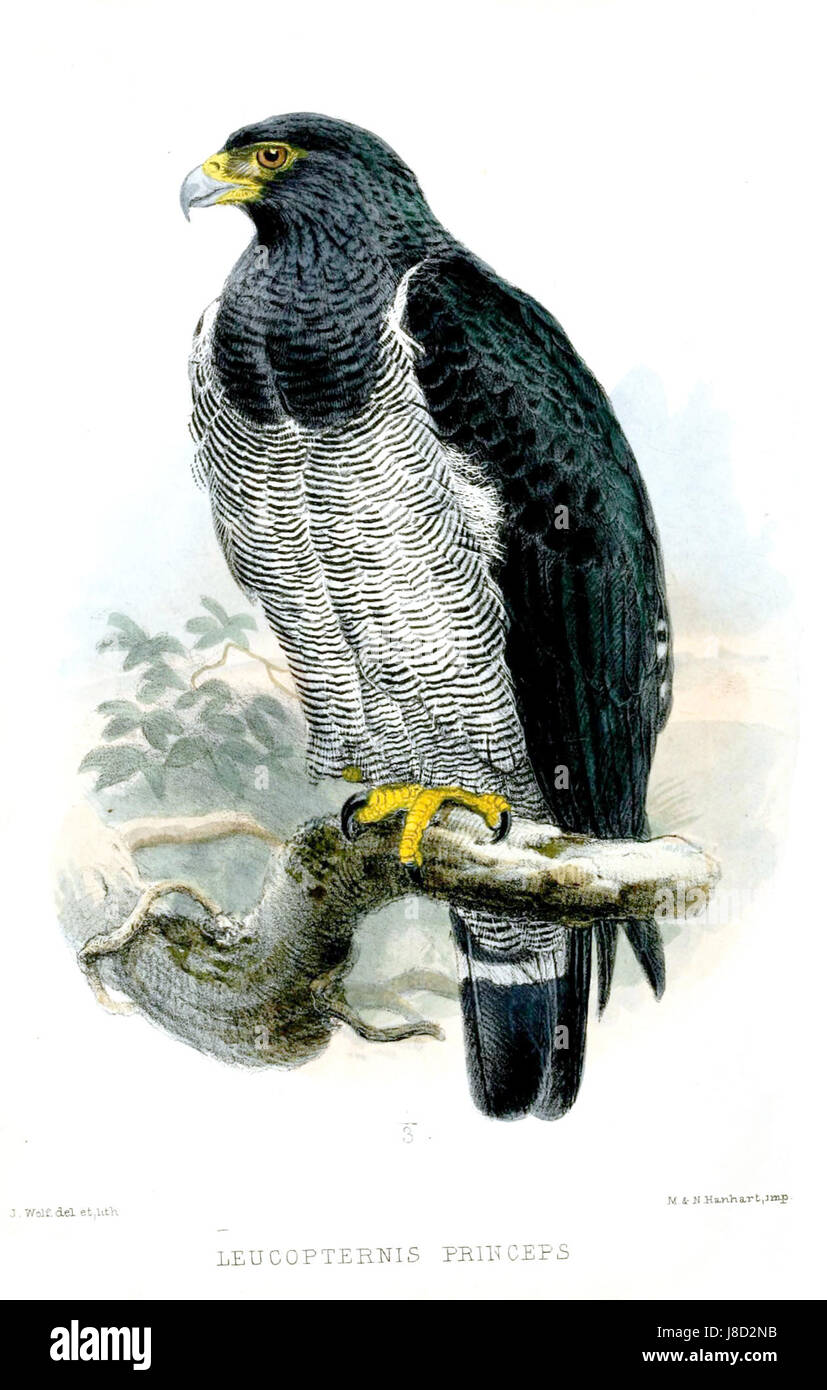 Leucopternis princeps, also known as the White Hawk, is a species of ...