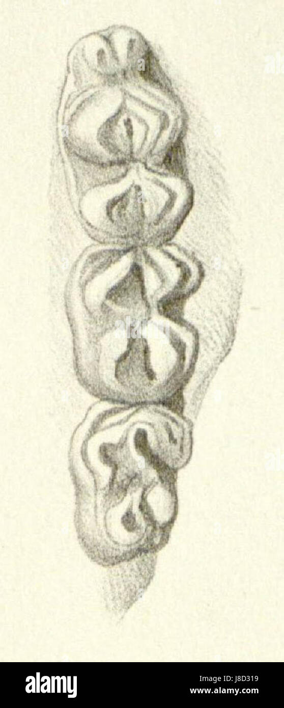 Lophiomys, also known as the maned rat, is a rodent species native to ...