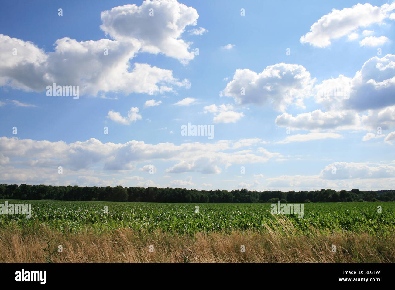 bucolic, agriculture, farming, cloud, field, summer, summerly ...