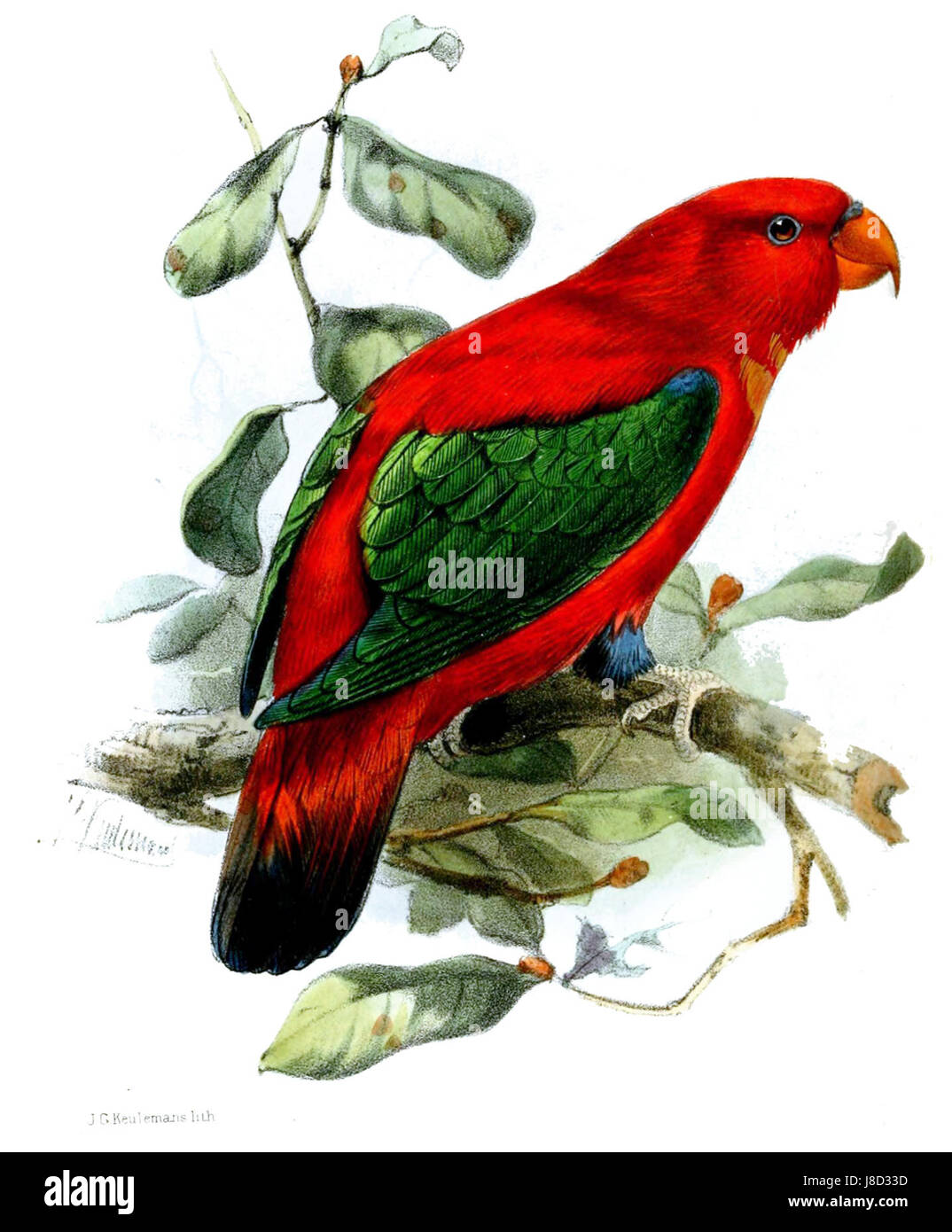 Lorius Tibialis is a species of parrot illustrated by Keulemans, known ...
