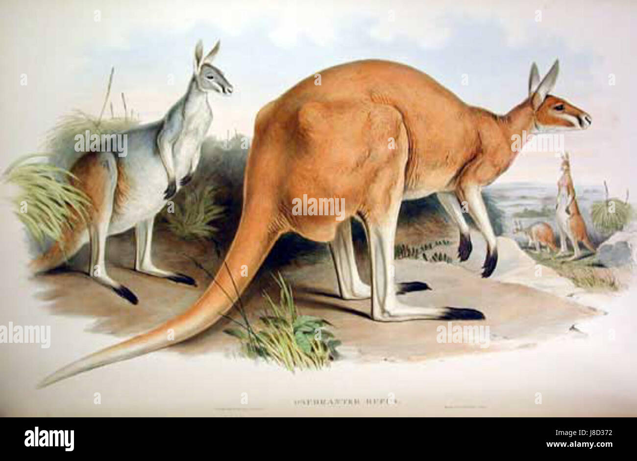 Macropus rufus 2 Gould Stock Photo - Alamy