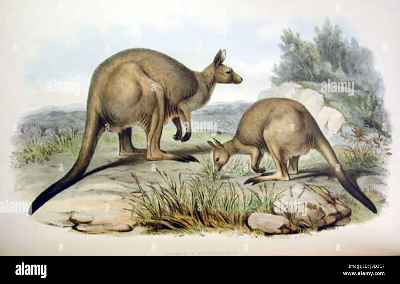 Macropus fuliginosus 3 Gould Stock Photo - Alamy