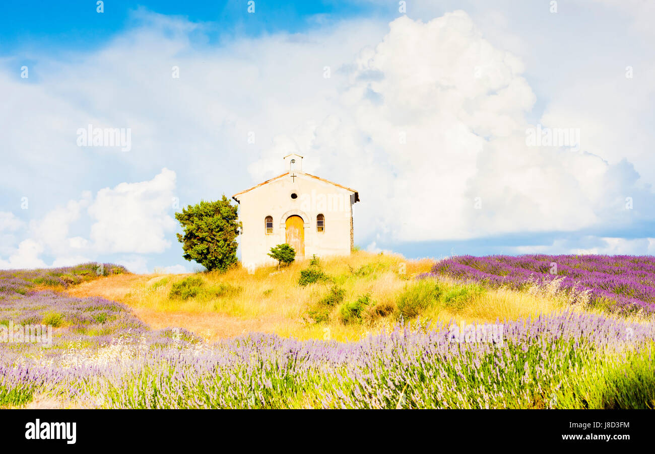 travel, church, flower, plant, field, chapel, flowers, flora, botany ...