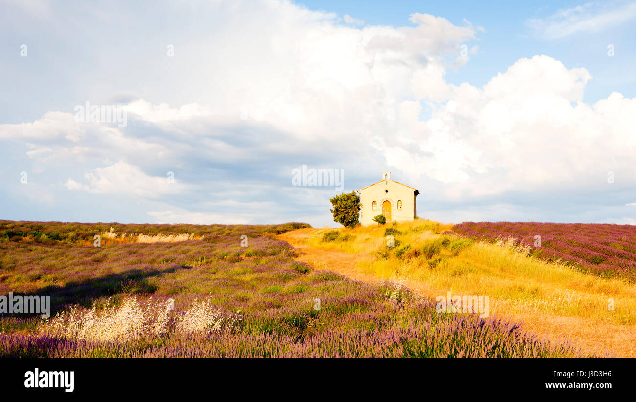 travel, church, flower, plant, field, chapel, flowers, flora, botany ...