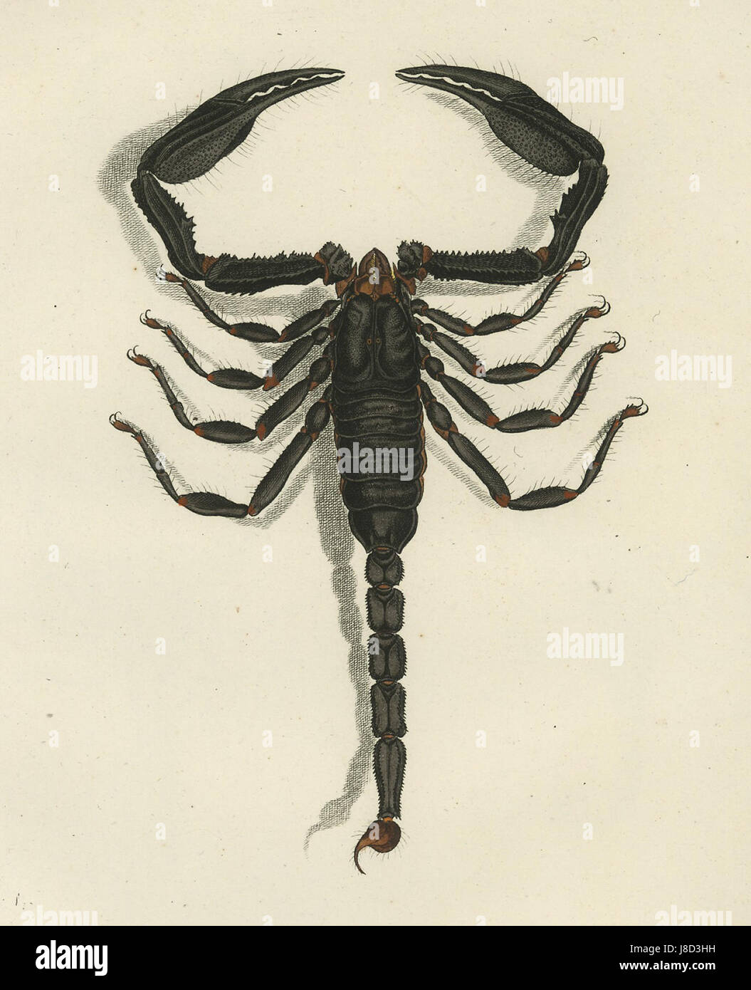 Scorpion anatomy hi-res stock photography and images - Alamy
