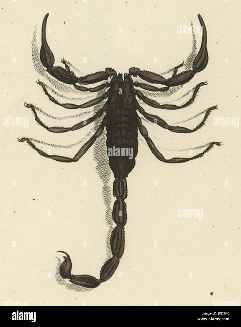 A description of the species *Hottentotta hottentotta*, a type of ...