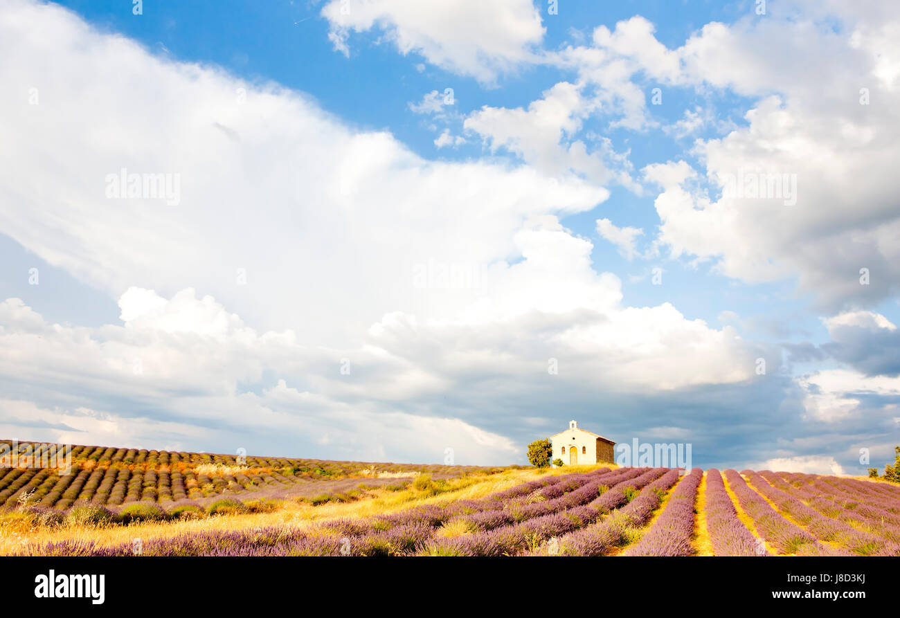 travel, church, flower, plant, field, chapel, flowers, flora, botany ...