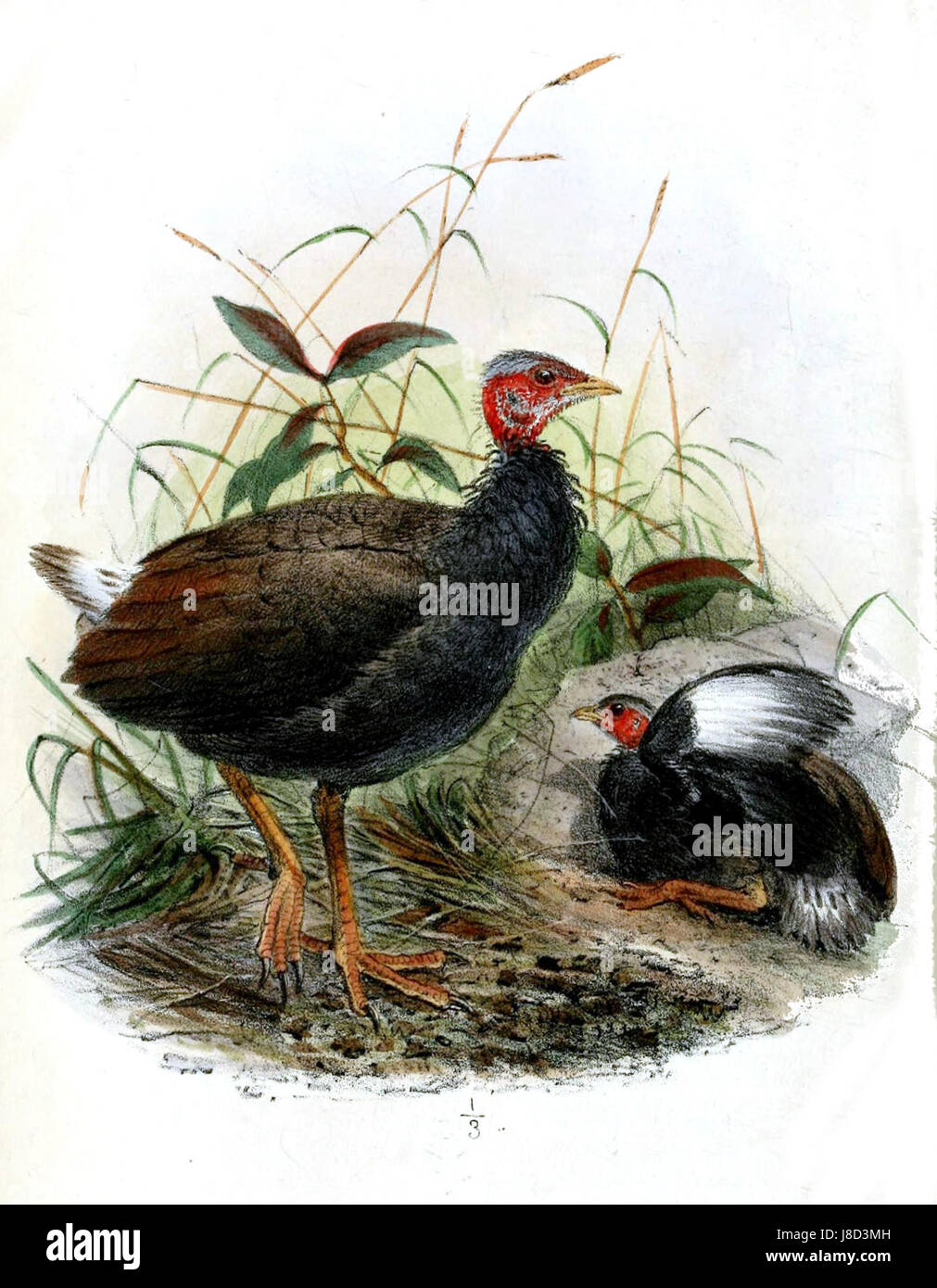 Megapodius pritchardii, commonly known as Pritchard's megapode, is a ...