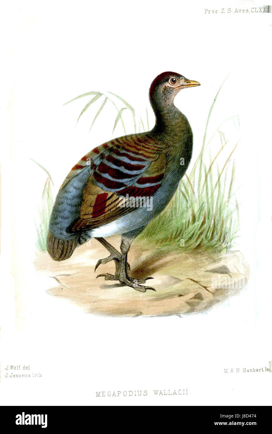 Megapodiidae family hi-res stock photography and images - Alamy