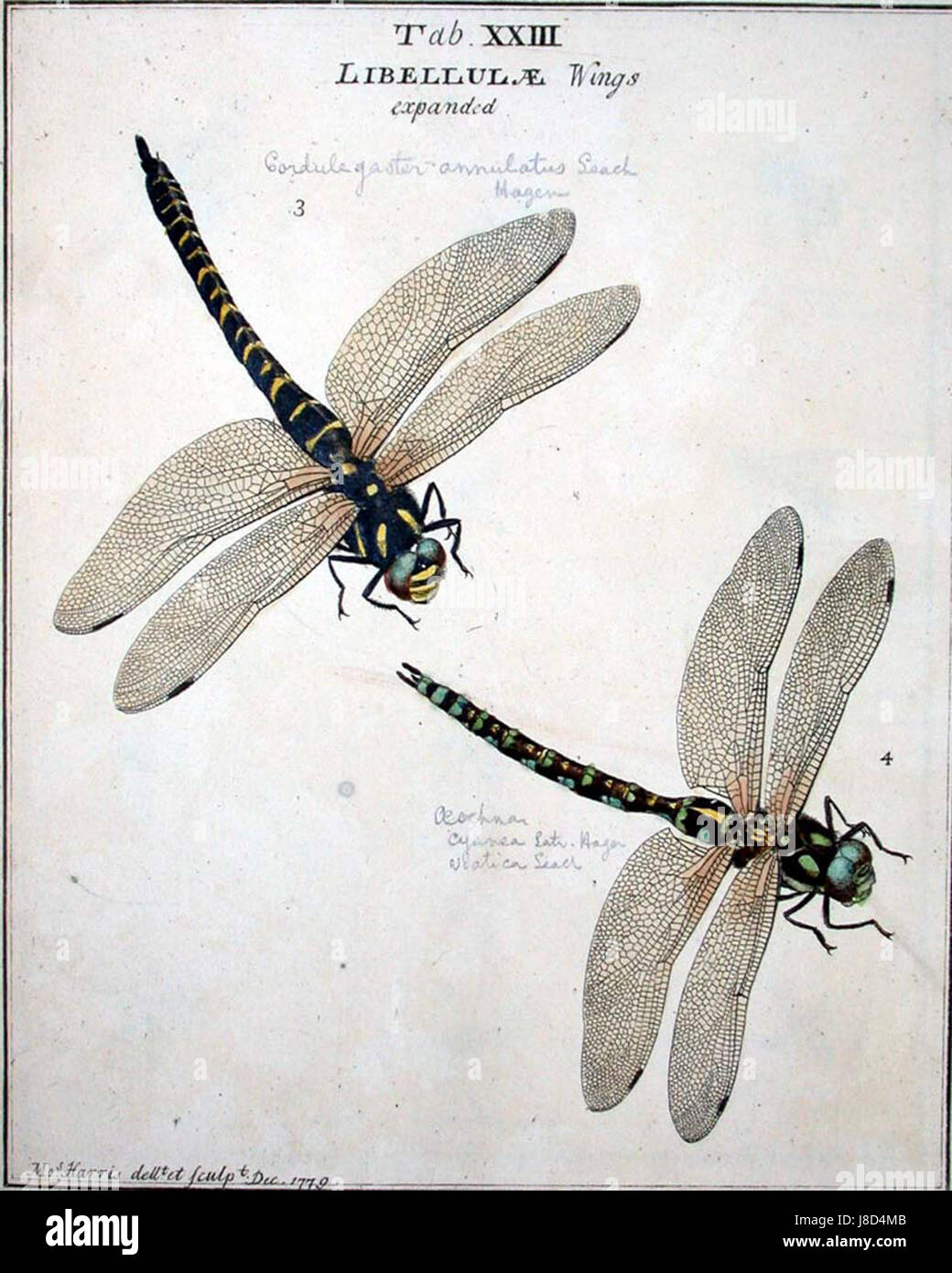 Moses Harris was an English entomologist and artist, best known for his ...