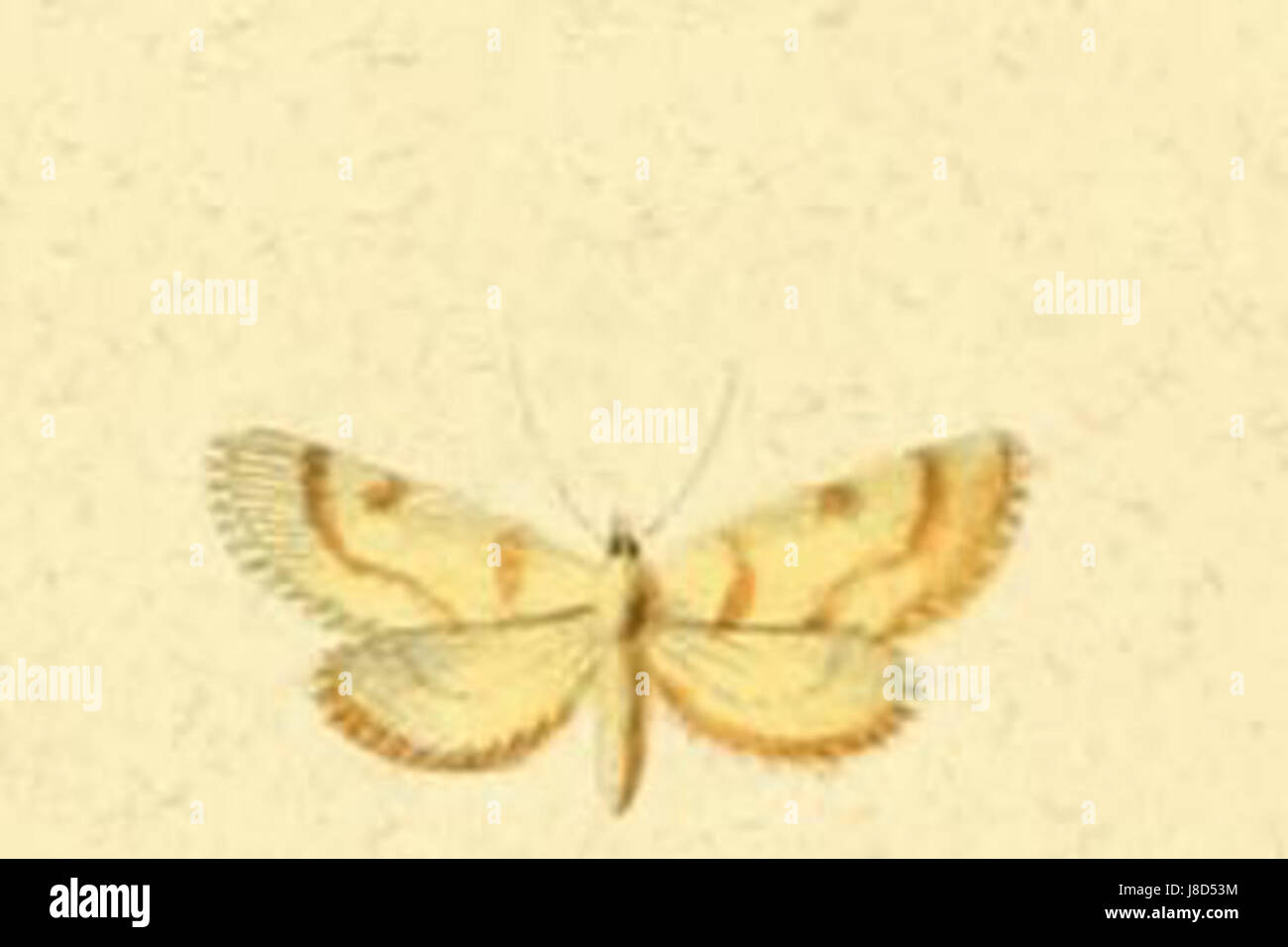 Metasia corsicalis is a species of moth in the Crambidae family, native ...