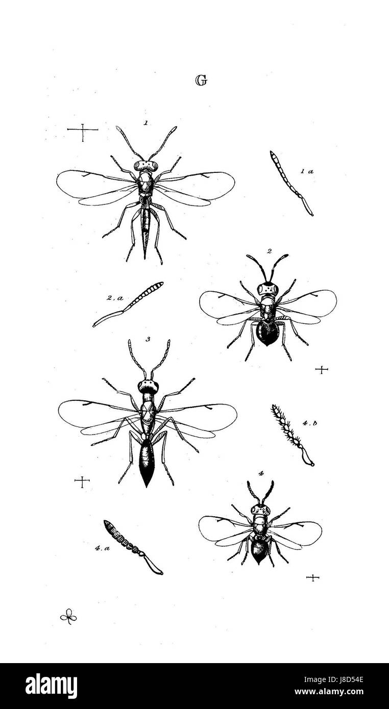 *Monographia Chalciditum Plate G* refers to a scientific or botanical ...