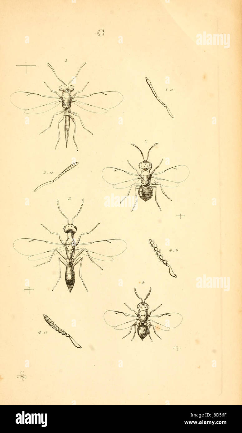 Monographia Chalciditum is a work detailing the Chalcididae family of ...